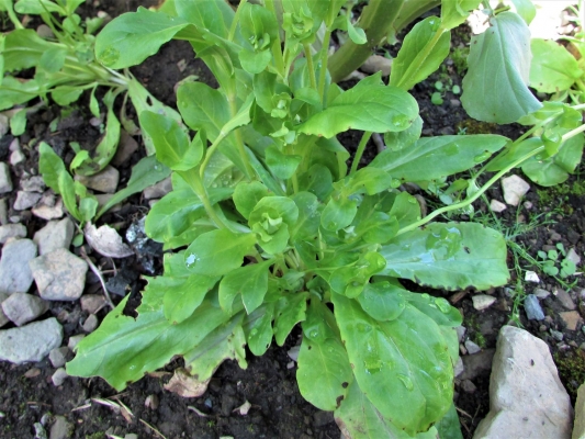 Lamb’s lettuce - Wild Food UK
