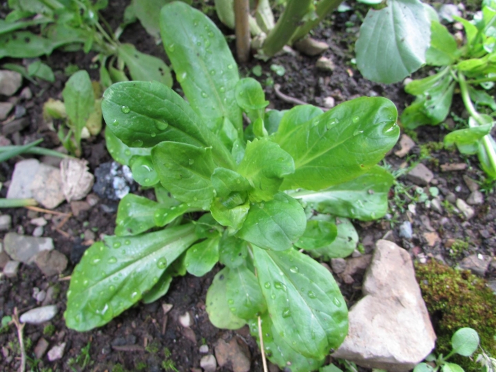 Lamb’s lettuce - Wild Food UK