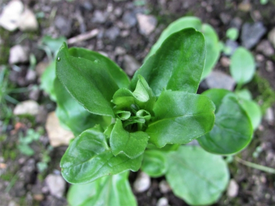 Lamb’s lettuce - Wild Food UK
