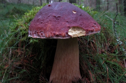 Wild UK Mushrooms (Fungi): Guide to Identification & Picking