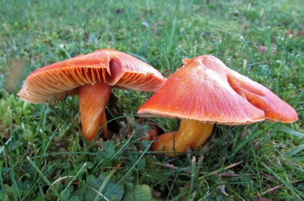 Wild UK Mushrooms (Fungi): Guide to Identification & Picking