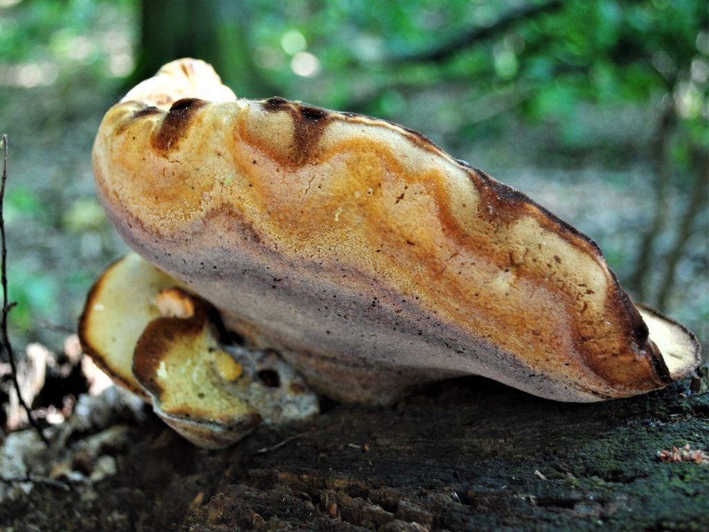 Oak Polypore - Wild Food UK