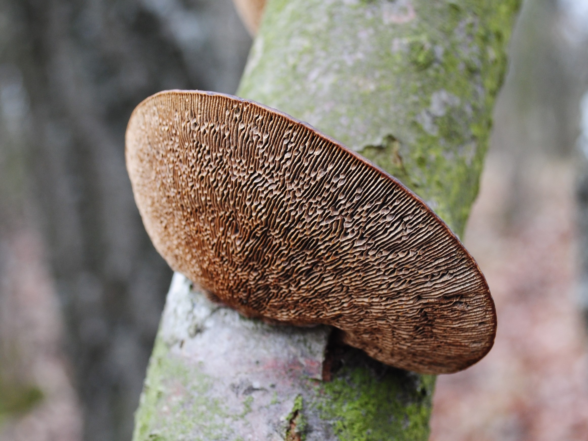 Blushing Bracket - Wild Food UK