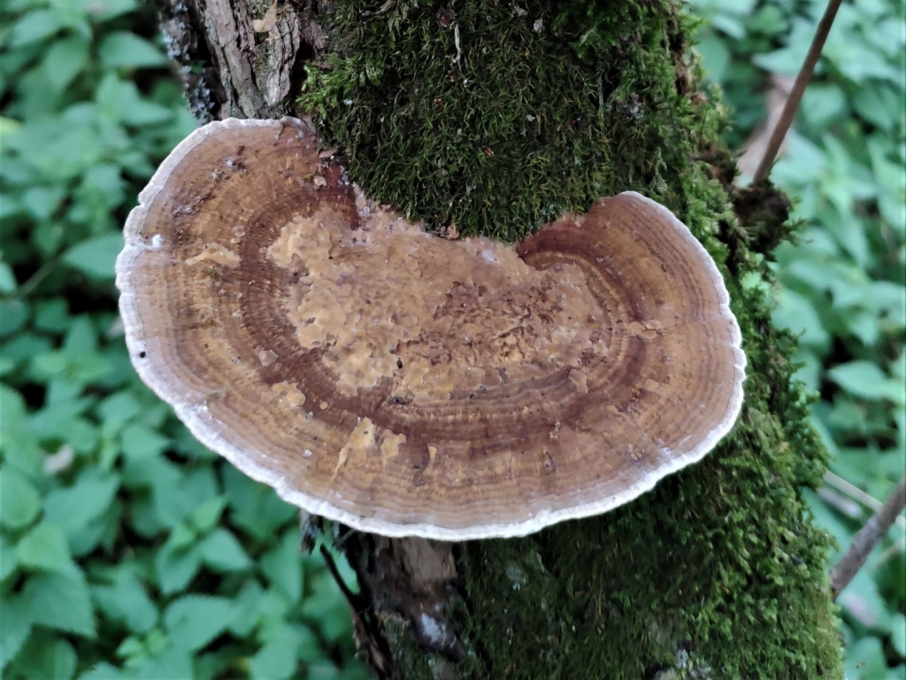 Blushing Bracket - Wild Food UK