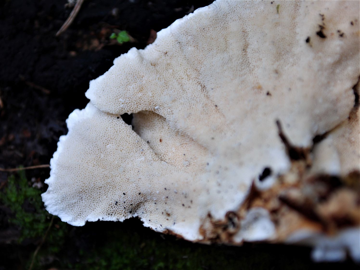 how to cook turkey tail mushrooms