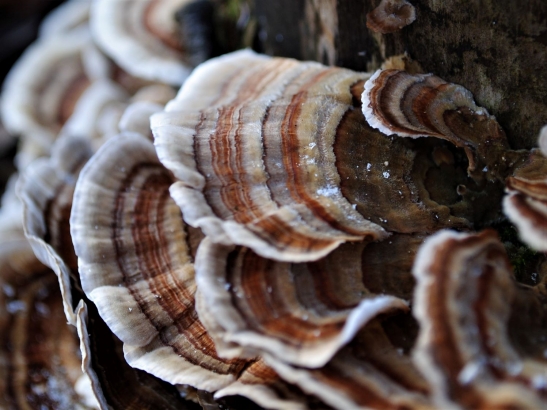 Turkey Tail