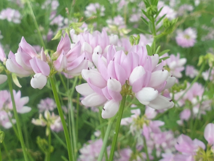 Crown Vetch - Wild Food UK