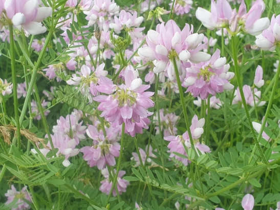 Crown Vetch - Wild Food UK