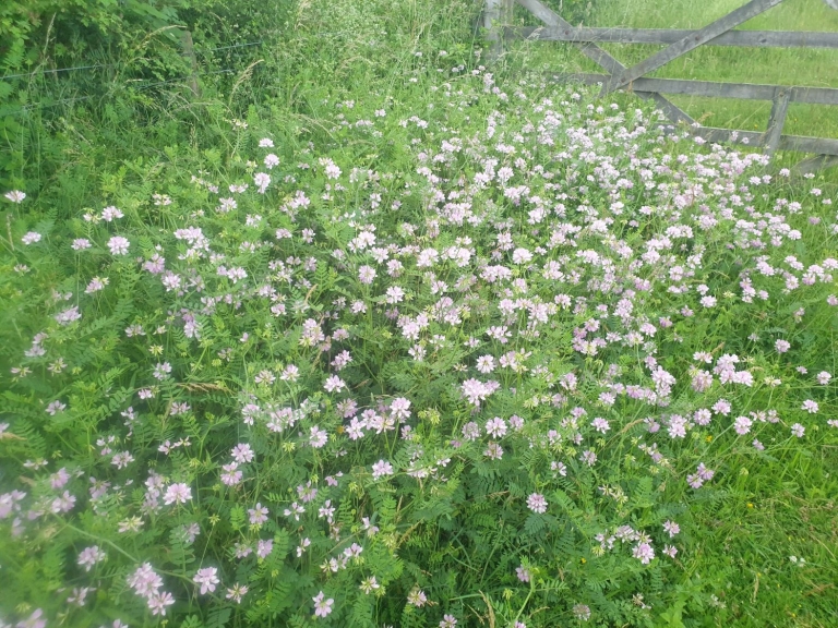 Crown Vetch - Wild Food UK