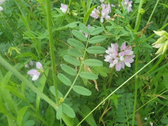 Crown Vetch