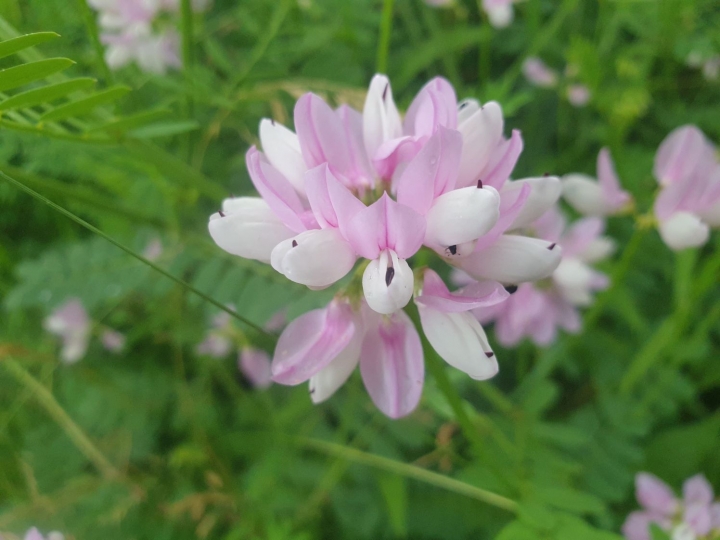 Crown Vetch - Wild Food UK