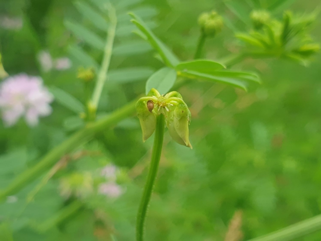 Crown Vetch - Wild Food UK