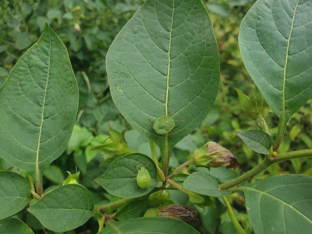 Deadly Nightshade - Wild Food UK
