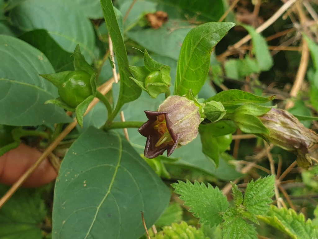 Deadly Nightshade - Wild Food UK