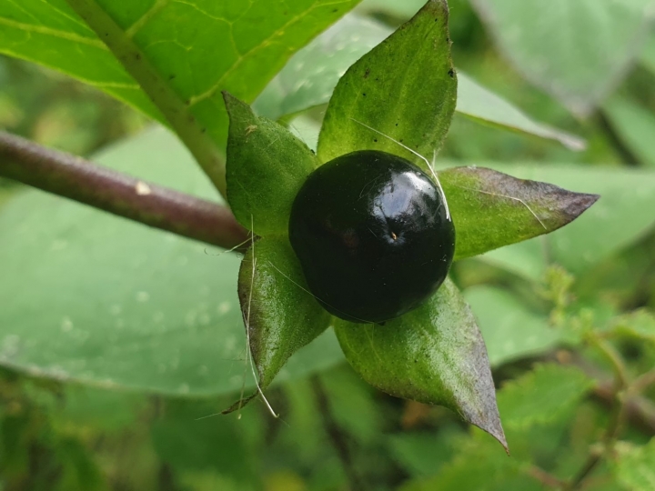 Deadly Nightshade - Wild Food UK
