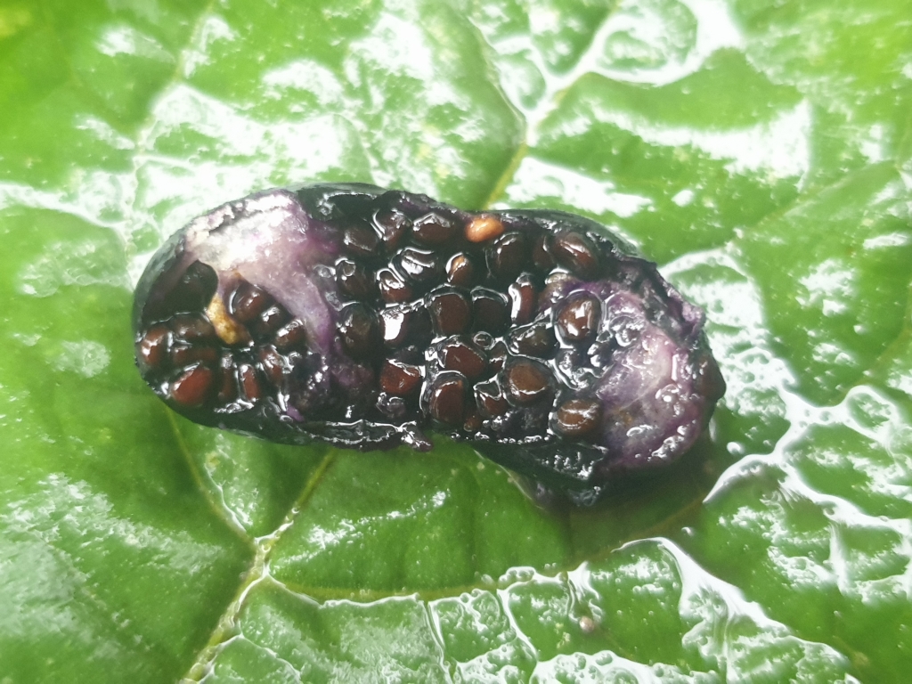 Deadly Nightshade - Wild Food UK