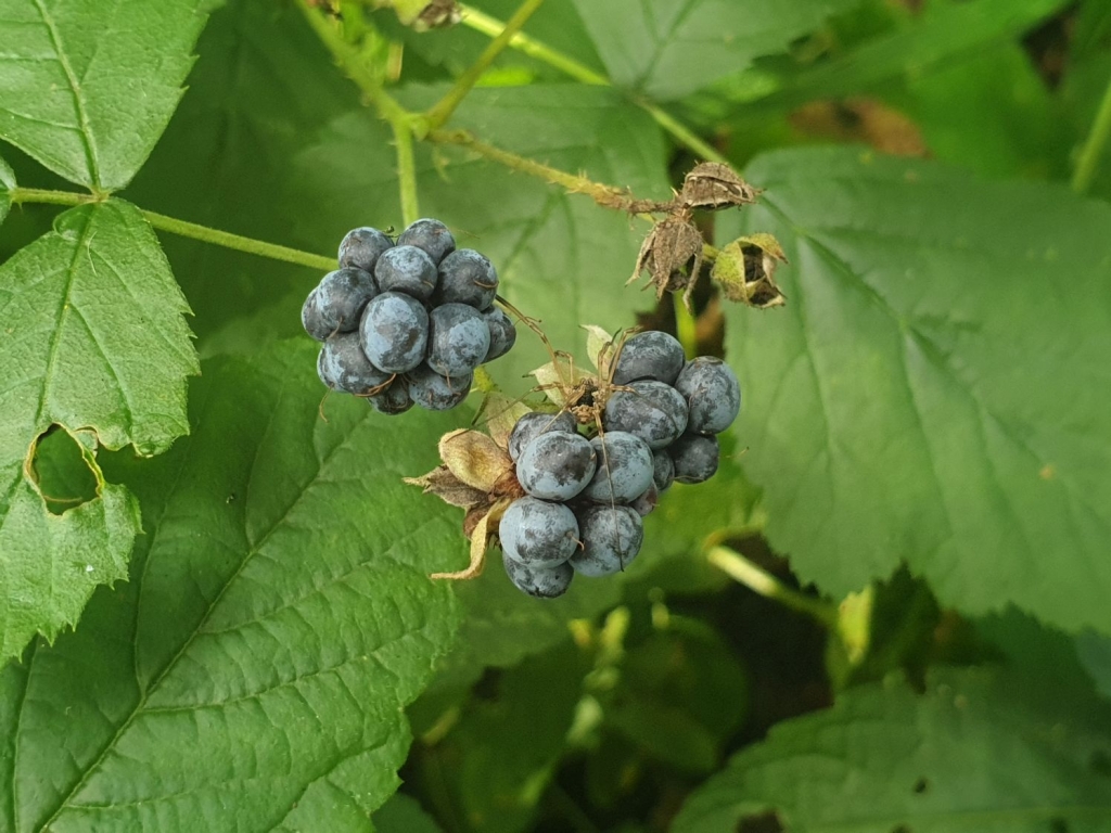 Dewberry - Wild Food UK