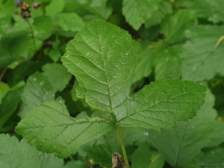 Dewberry - Wild Food UK