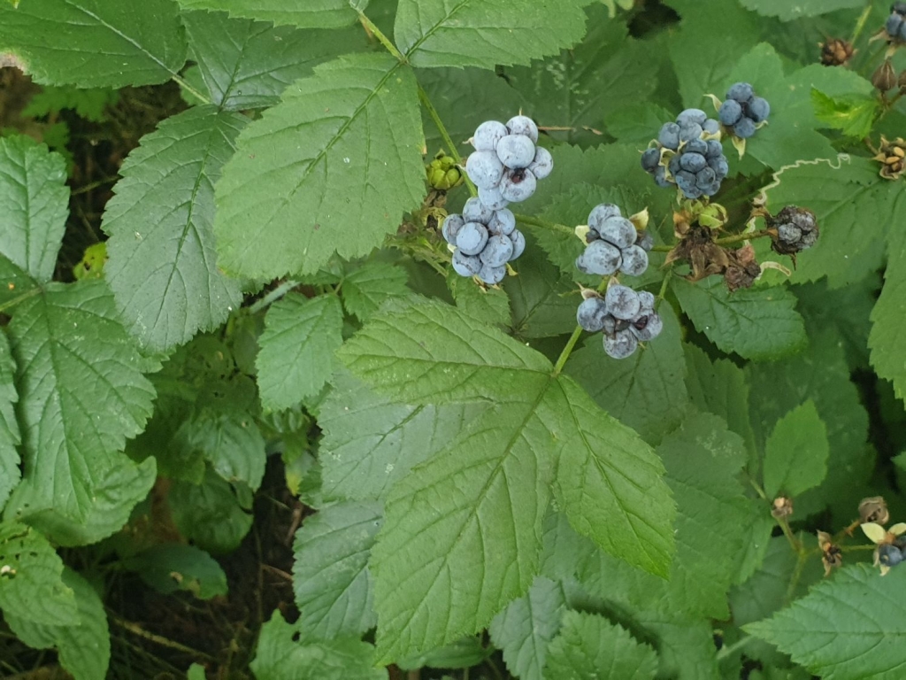 Dewberry - Wild Food UK