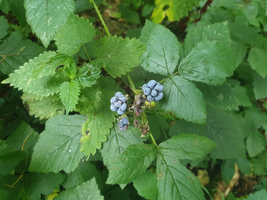 Dewberry - Wild Food UK