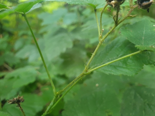 Dewberry - Wild Food UK