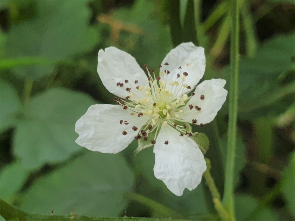 Dewberry - Wild Food UK