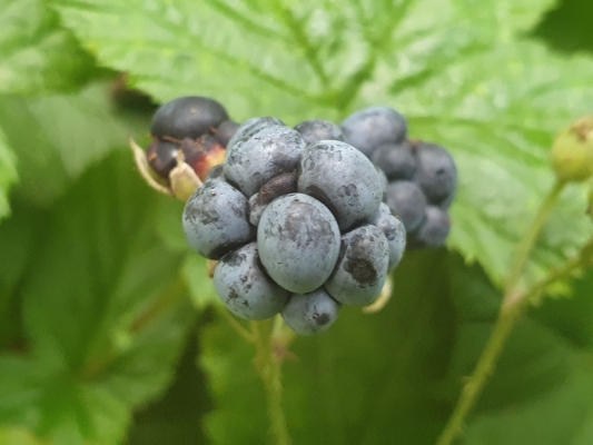 Dewberry - Wild Food UK