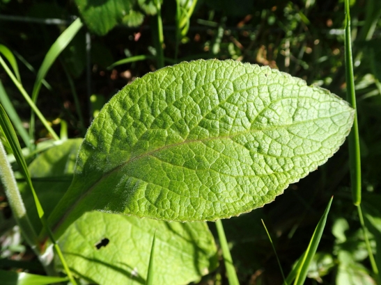 Green Alkanet - Wild Food UK
