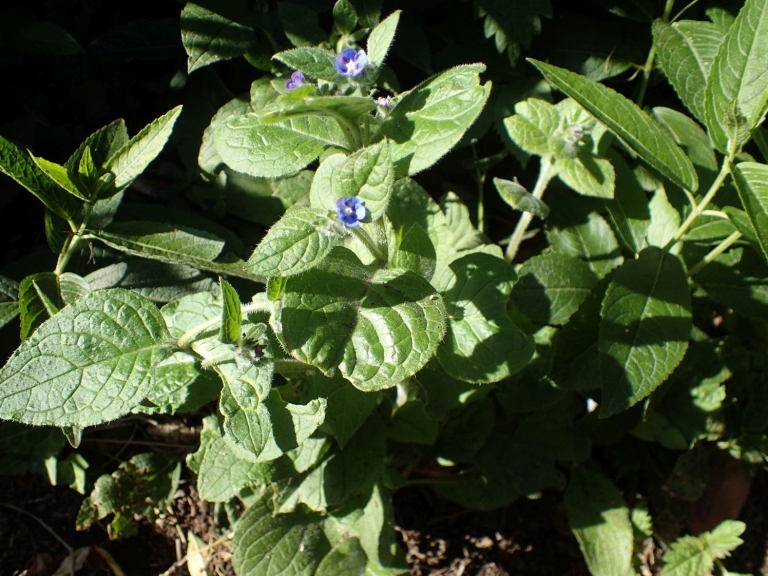 Green Alkanet - Wild Food UK