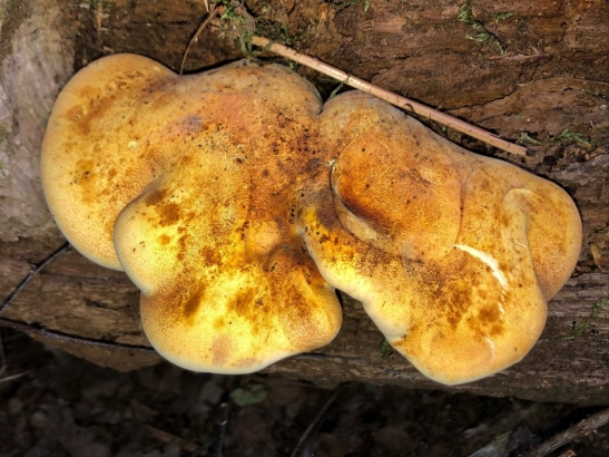 Oak Polypore - Wild Food UK