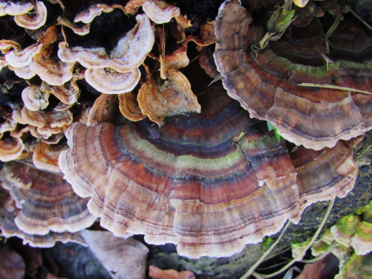 Turkeytail - Wild Food UK