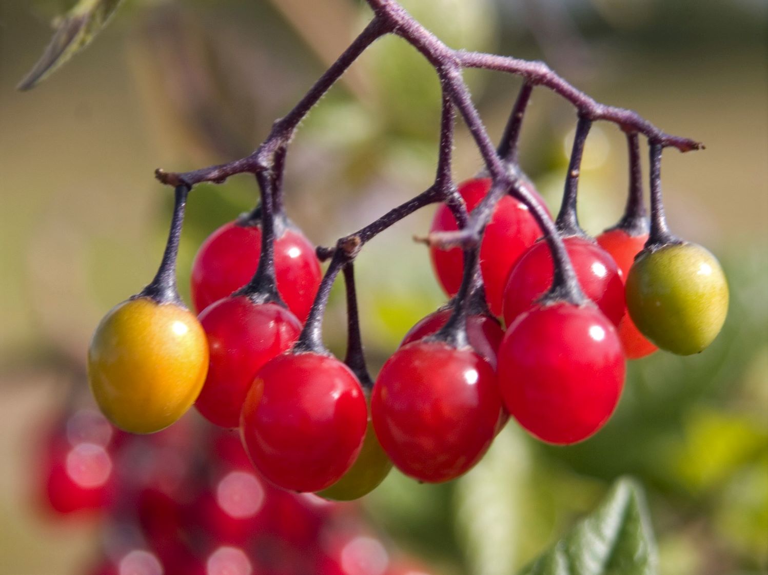 Bittersweet Nightshade Berries Bittersweet Nightshade Berries