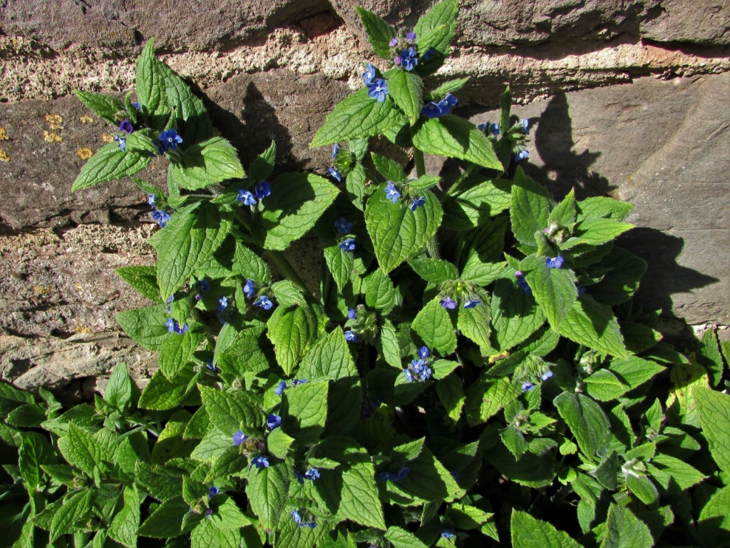 Green Alkanet - Wild Food UK