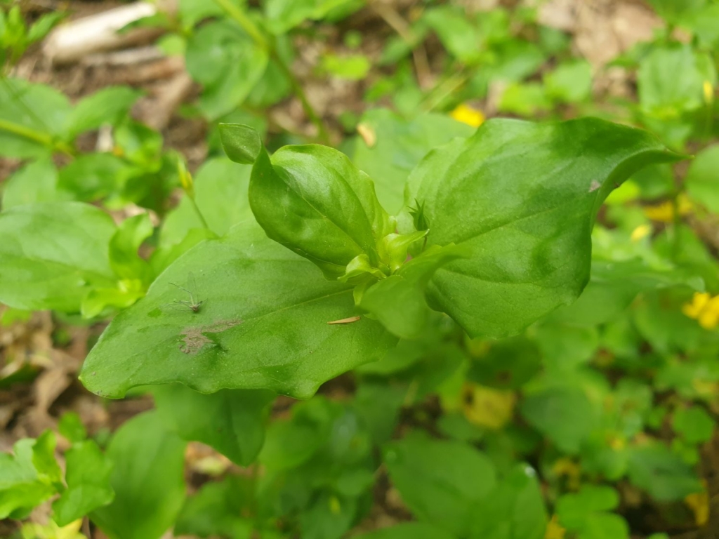 Pimpernel - Wild Food UK