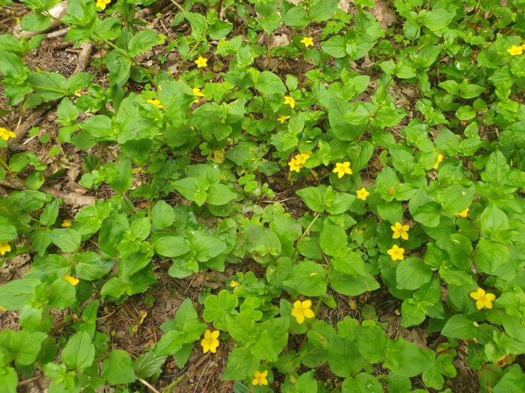 Pimpernel - Wild Food UK