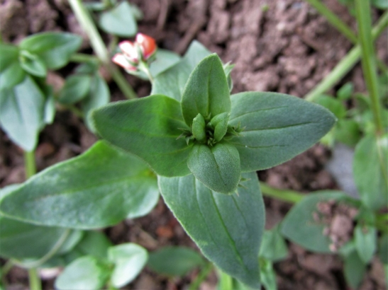 Pimpernel - Wild Food UK