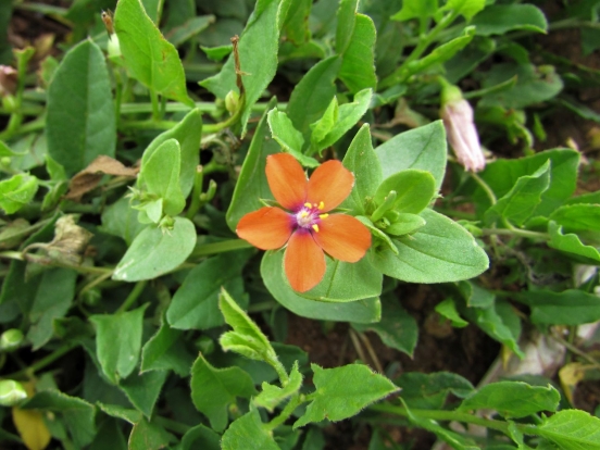 Pimpernel - Wild Food UK
