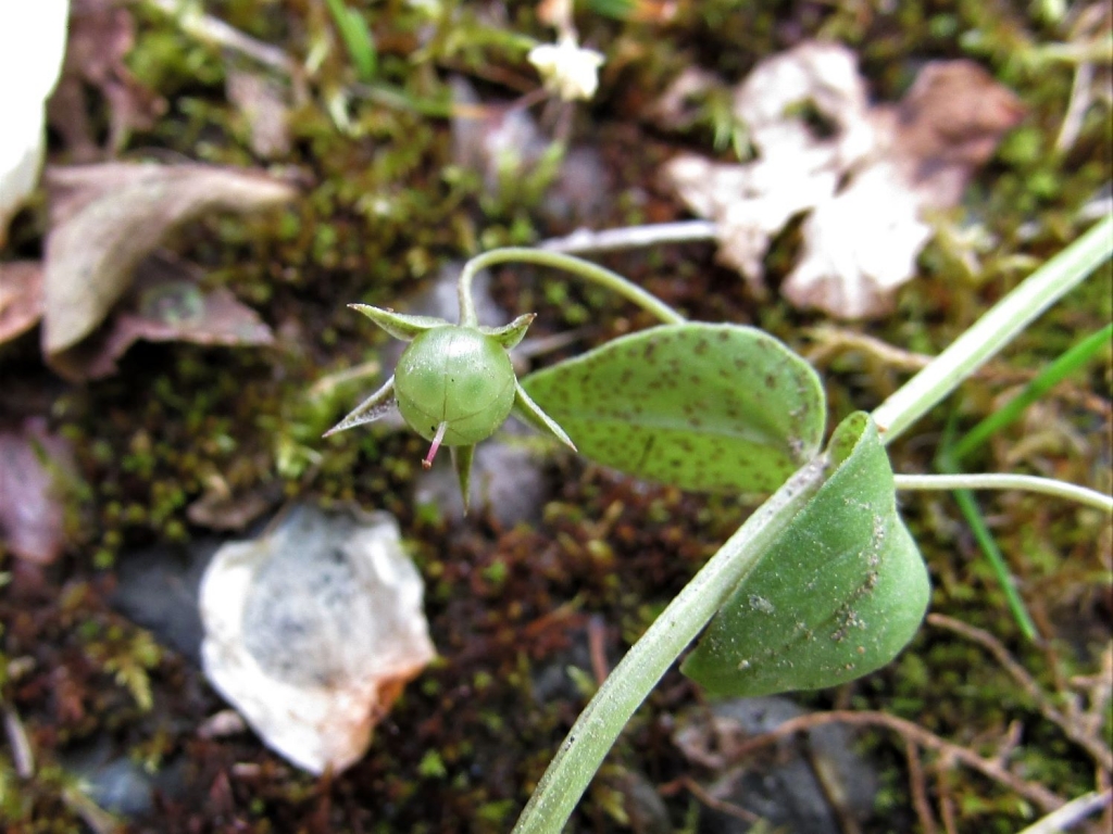Pimpernel - Wild Food UK