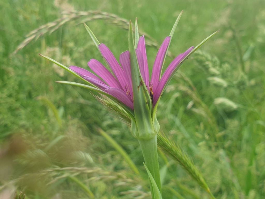 Salsify/Goat’s-beard - Wild Food UK
