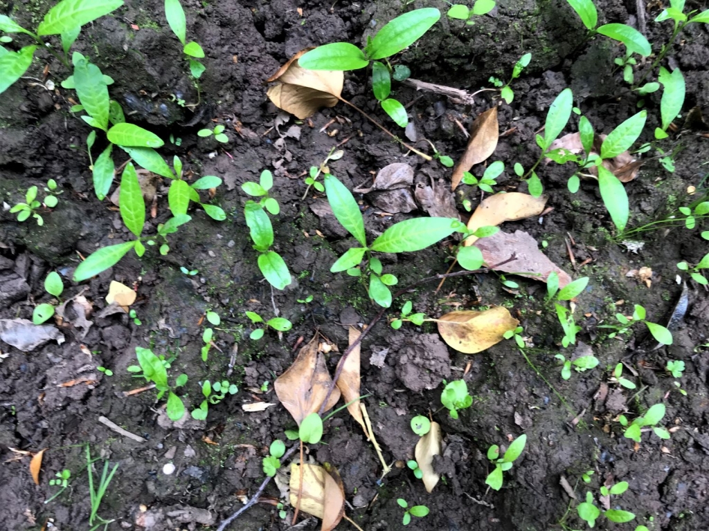 Water Pepper - Wild Food UK