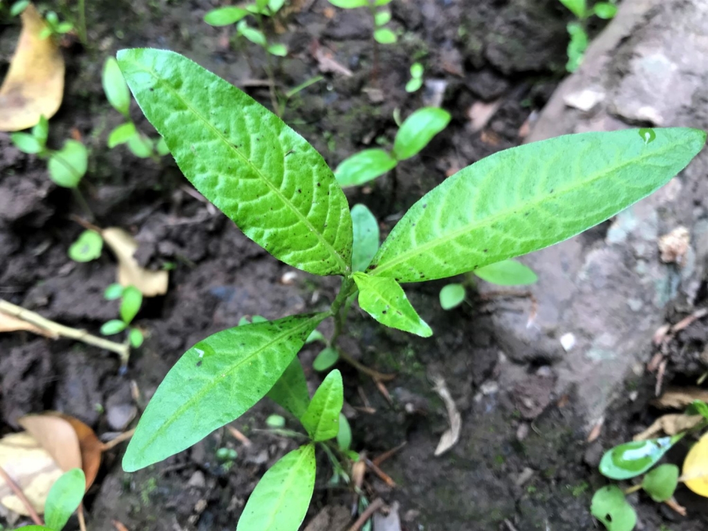 Water Pepper - Wild Food UK