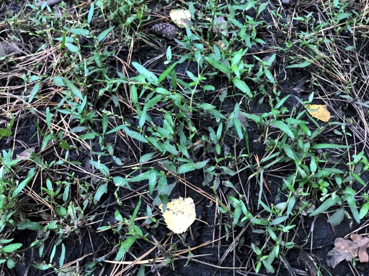 Water Pepper - Wild Food UK