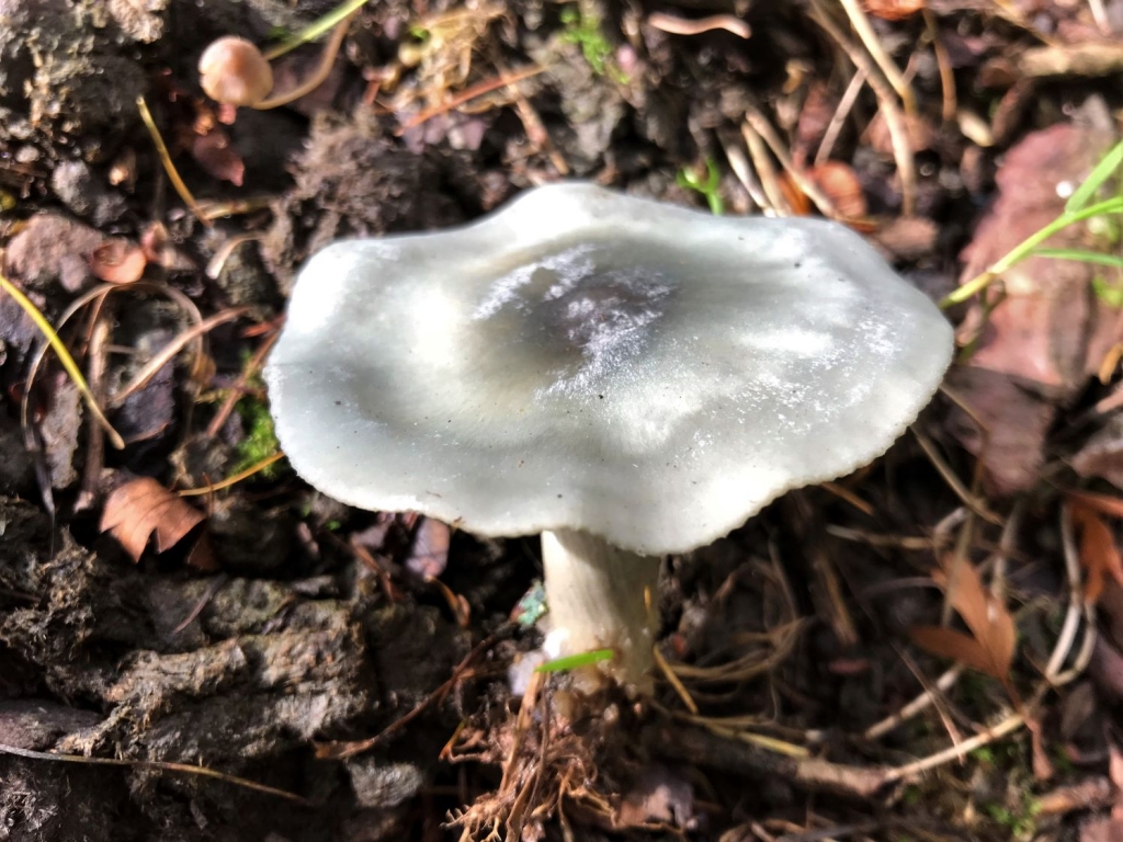 Aniseed Funnel - Wild Food UK