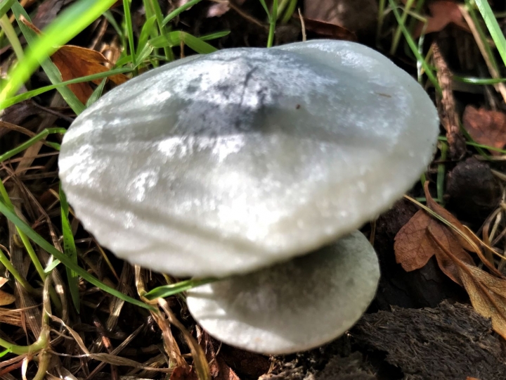 Aniseed Funnel - Wild Food UK