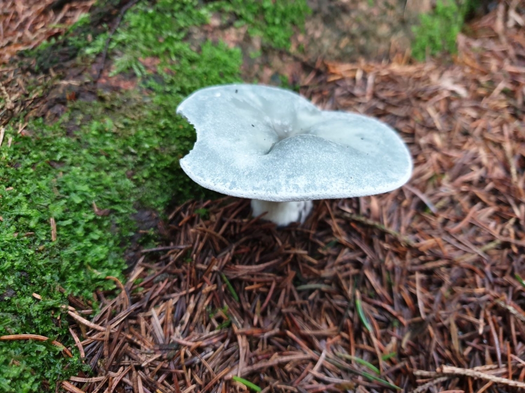 Aniseed Funnel - Wild Food UK