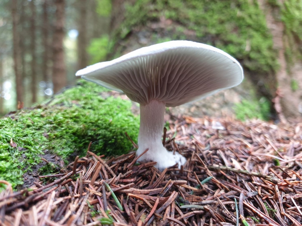 Aniseed Funnel - Wild Food UK