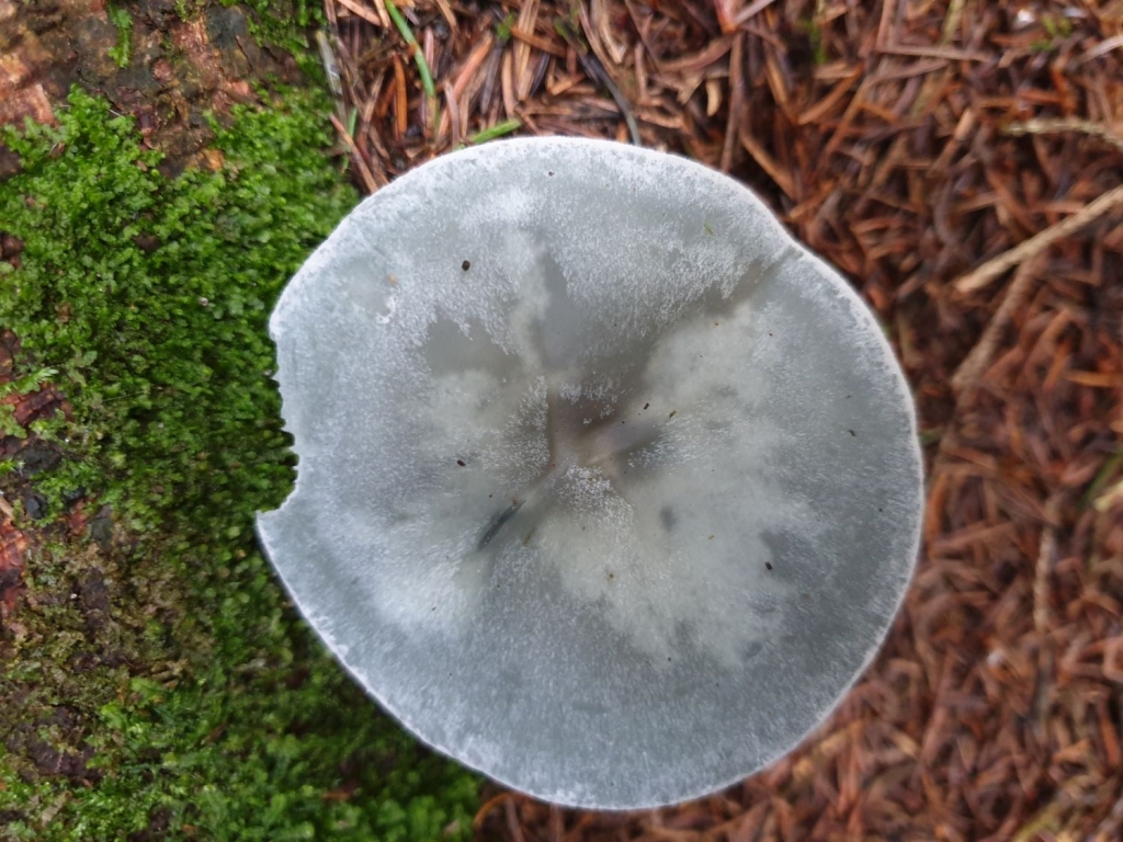 Aniseed Funnel - Wild Food UK