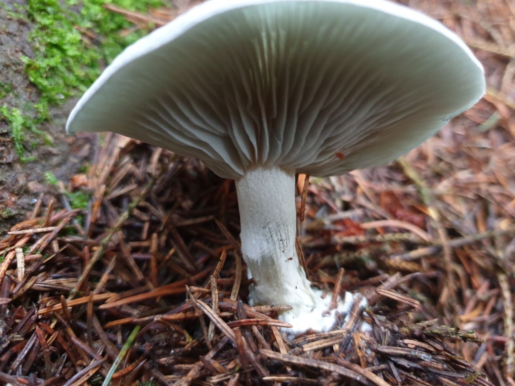 Aniseed Funnel - Wild Food UK
