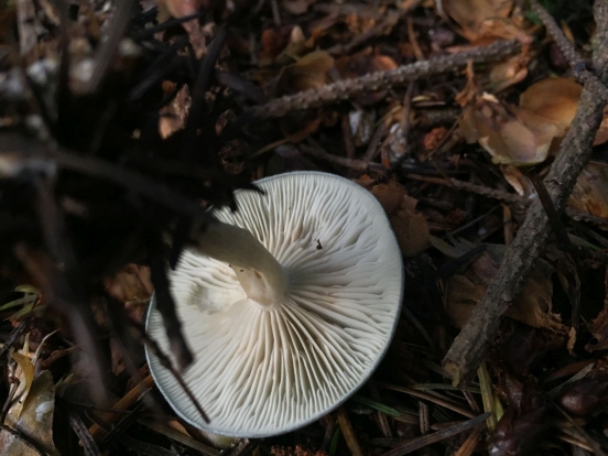 Aniseed Funnel - Wild Food UK