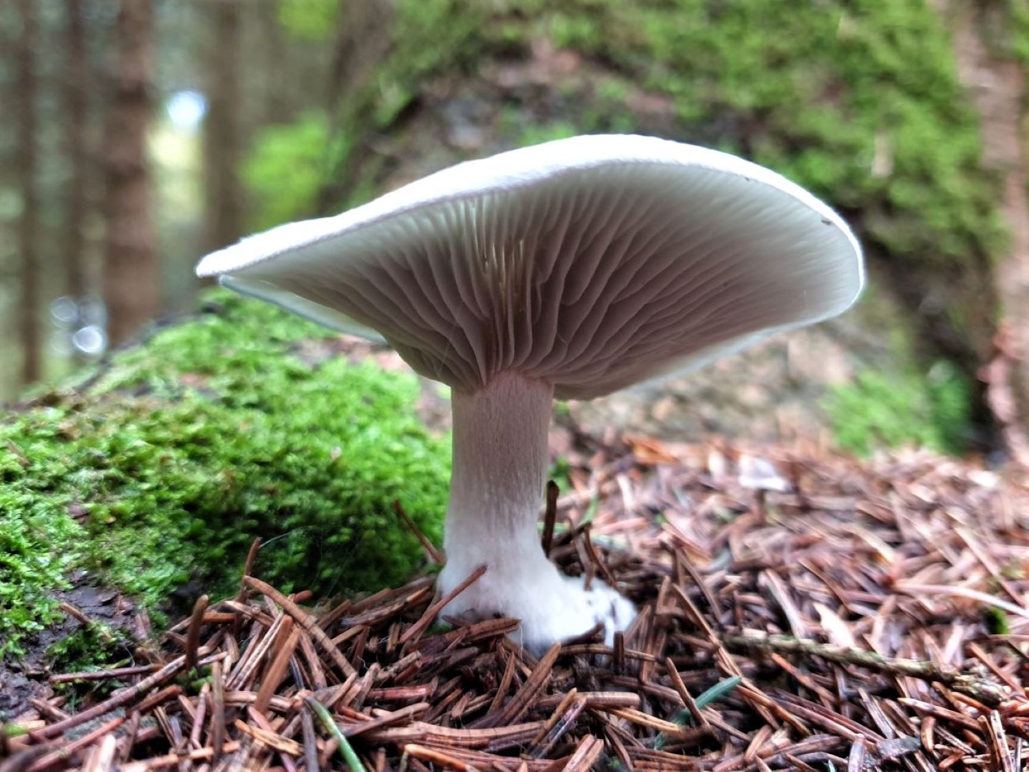 Aniseed Funnel - Wild Food UK